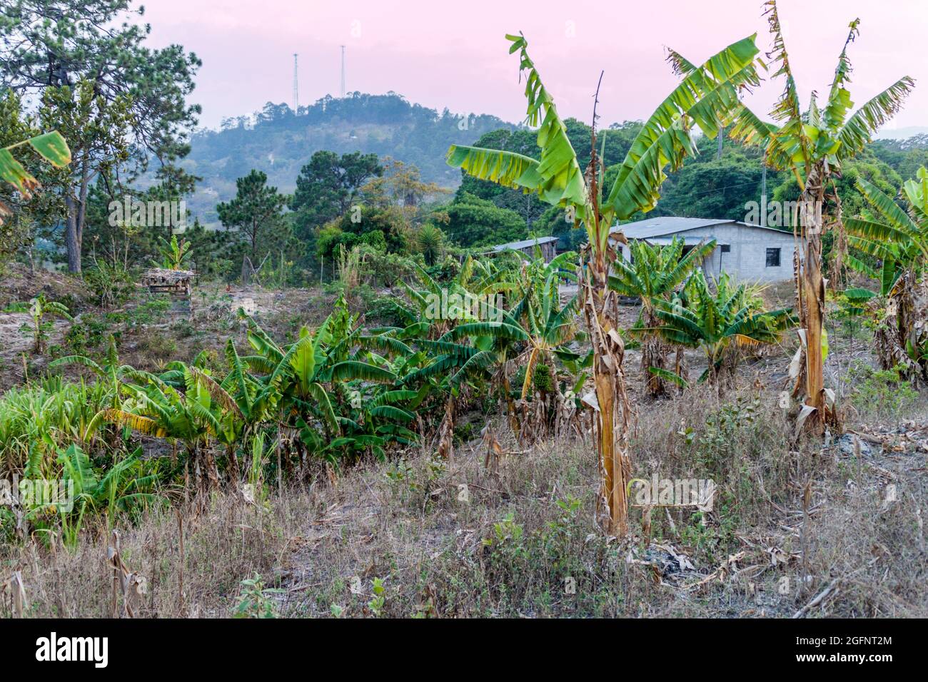 Banana honduras hi-res stock photography and images - Alamy