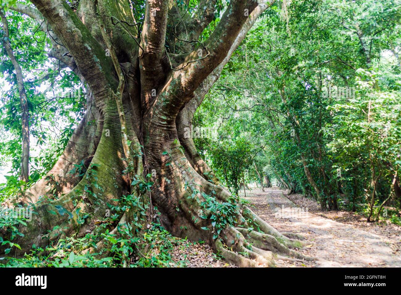 Huge tree in a forest of eco-archaeological park Los Naranjos, Honduras ...