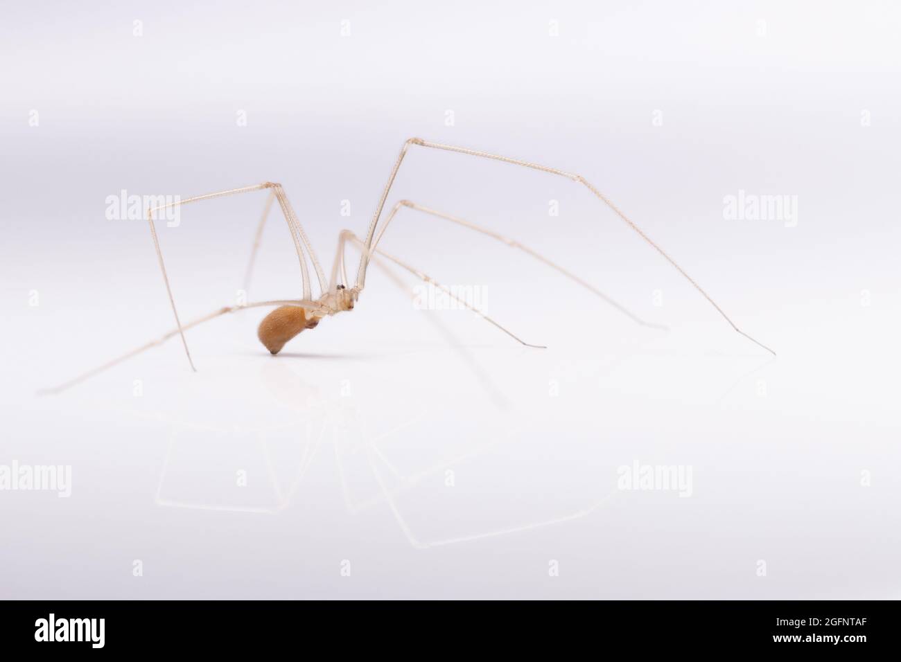 Long legs insects hi-res stock photography and images - Alamy