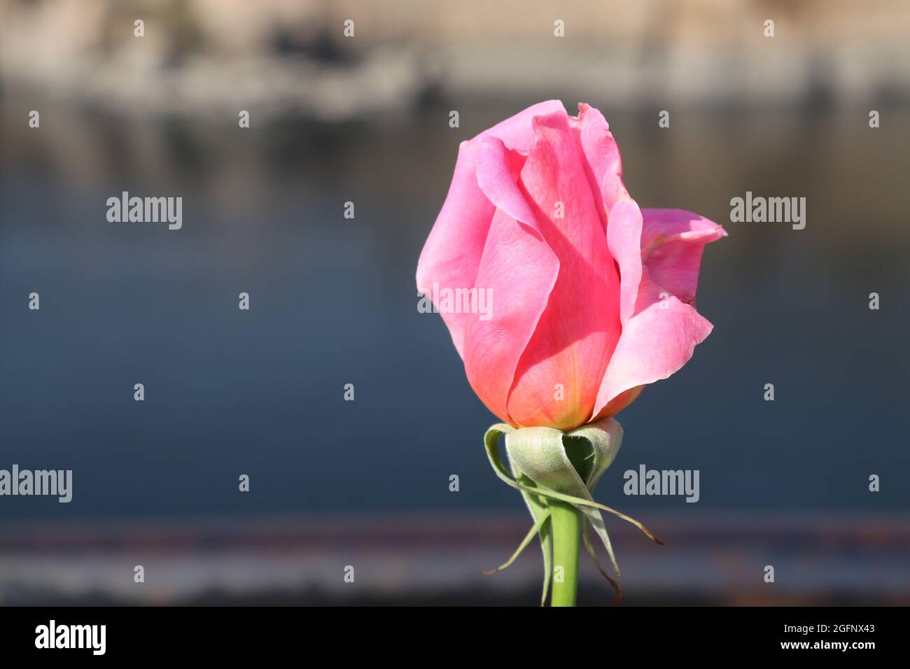 egyptian pink rose, aswan, egypt Stock Photo - Alamy