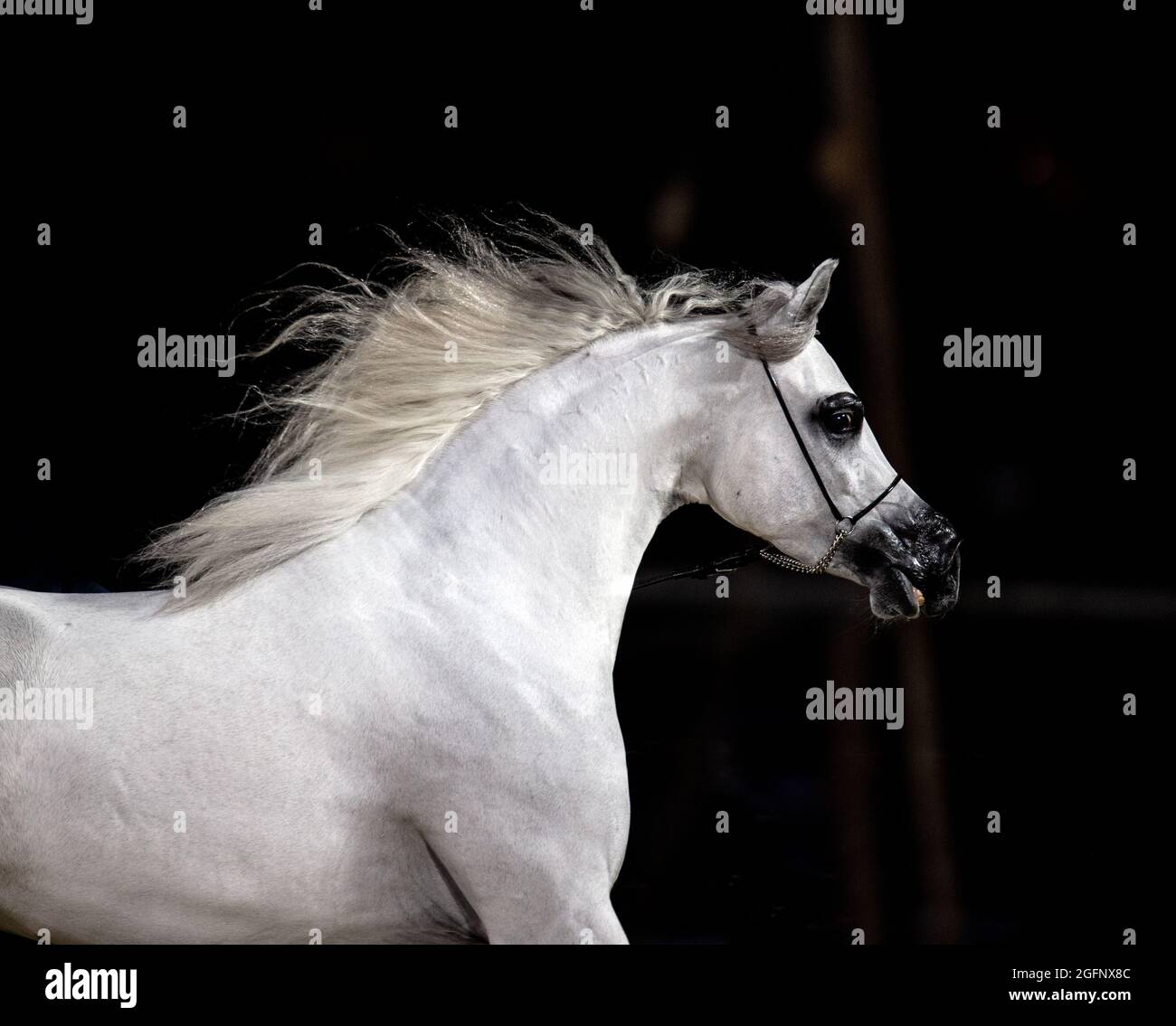 Pure Arabian Horses- QATAR Stock Photo - Alamy