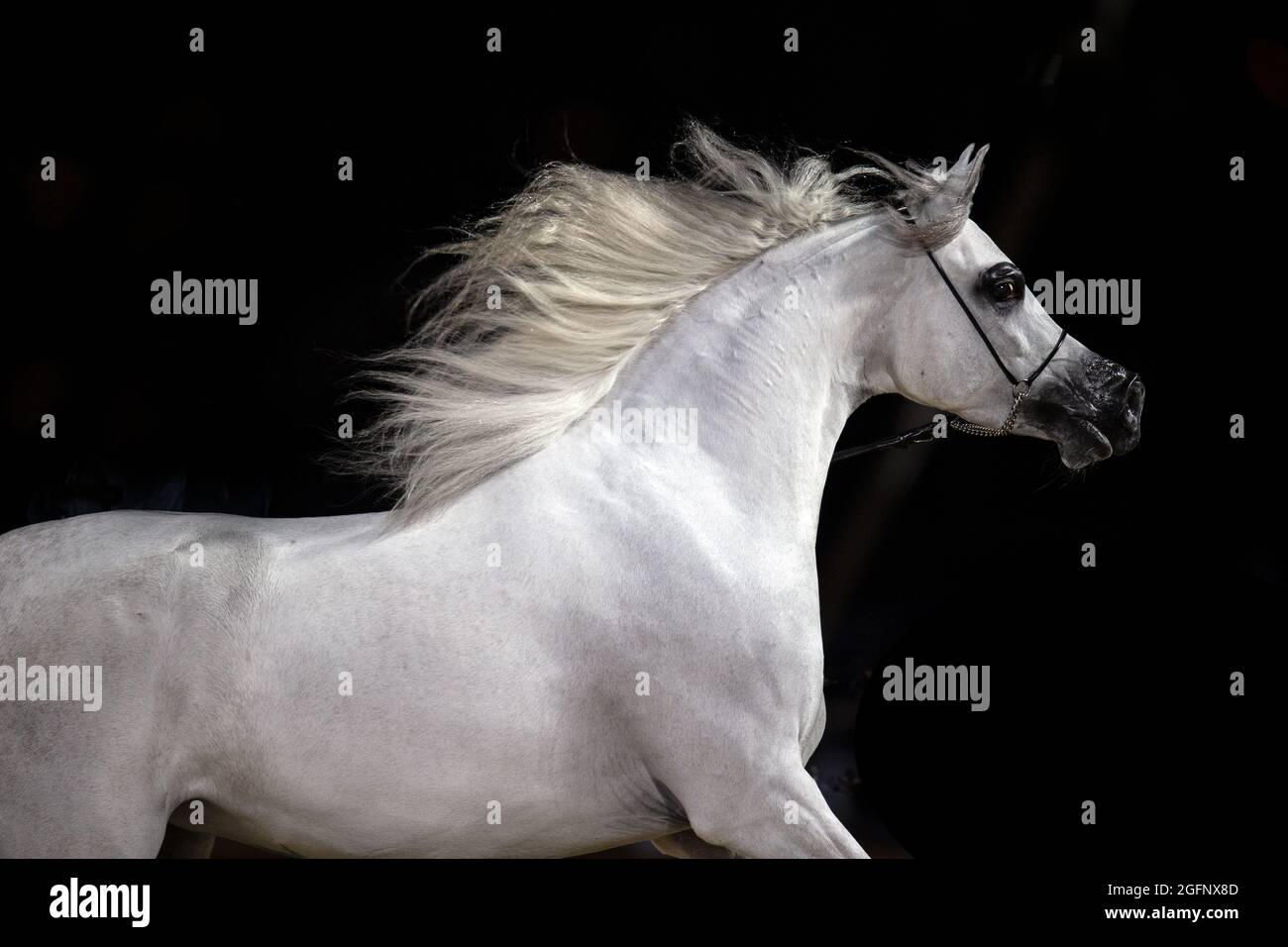 Pure Arabian Horses- QATAR Stock Photo - Alamy