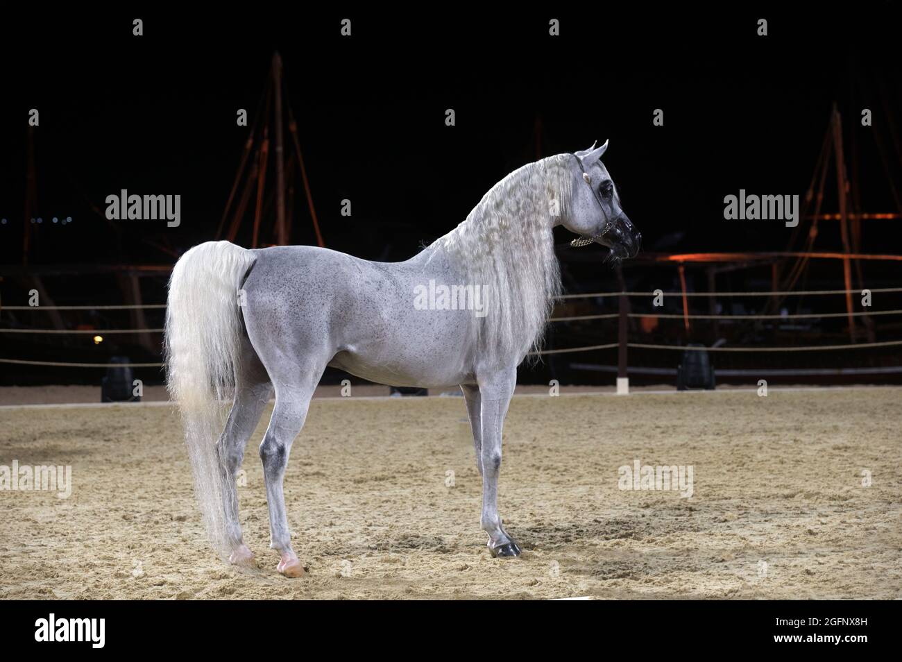 Pure Arabian Horses- QATAR Stock Photo - Alamy