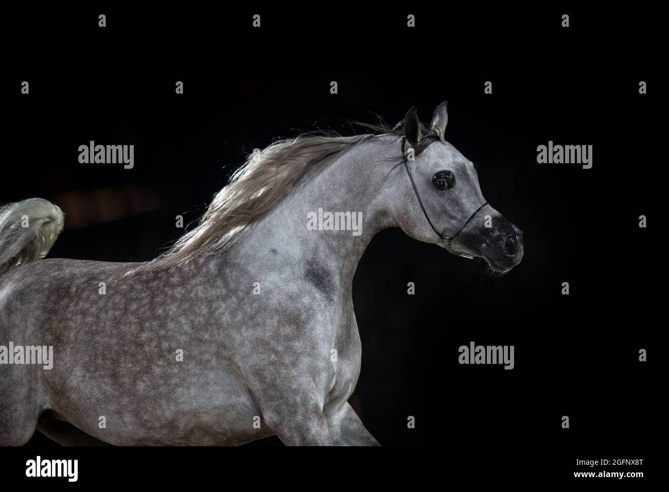 Pure Arabian Horses- QATAR Stock Photo - Alamy