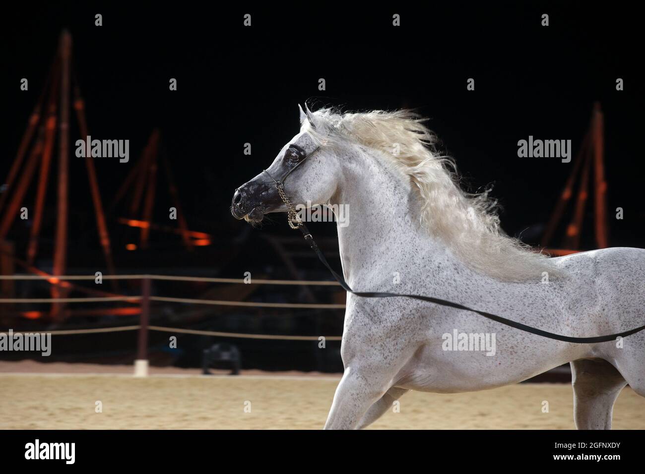Pure Arabian Horses- QATAR Stock Photo - Alamy