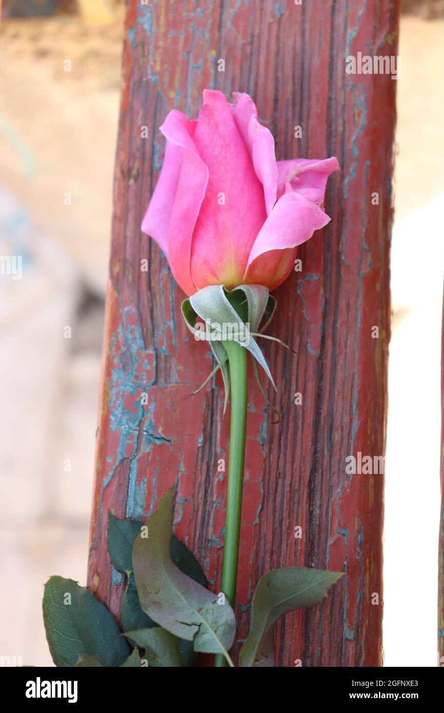 Egyptian Rose Flower