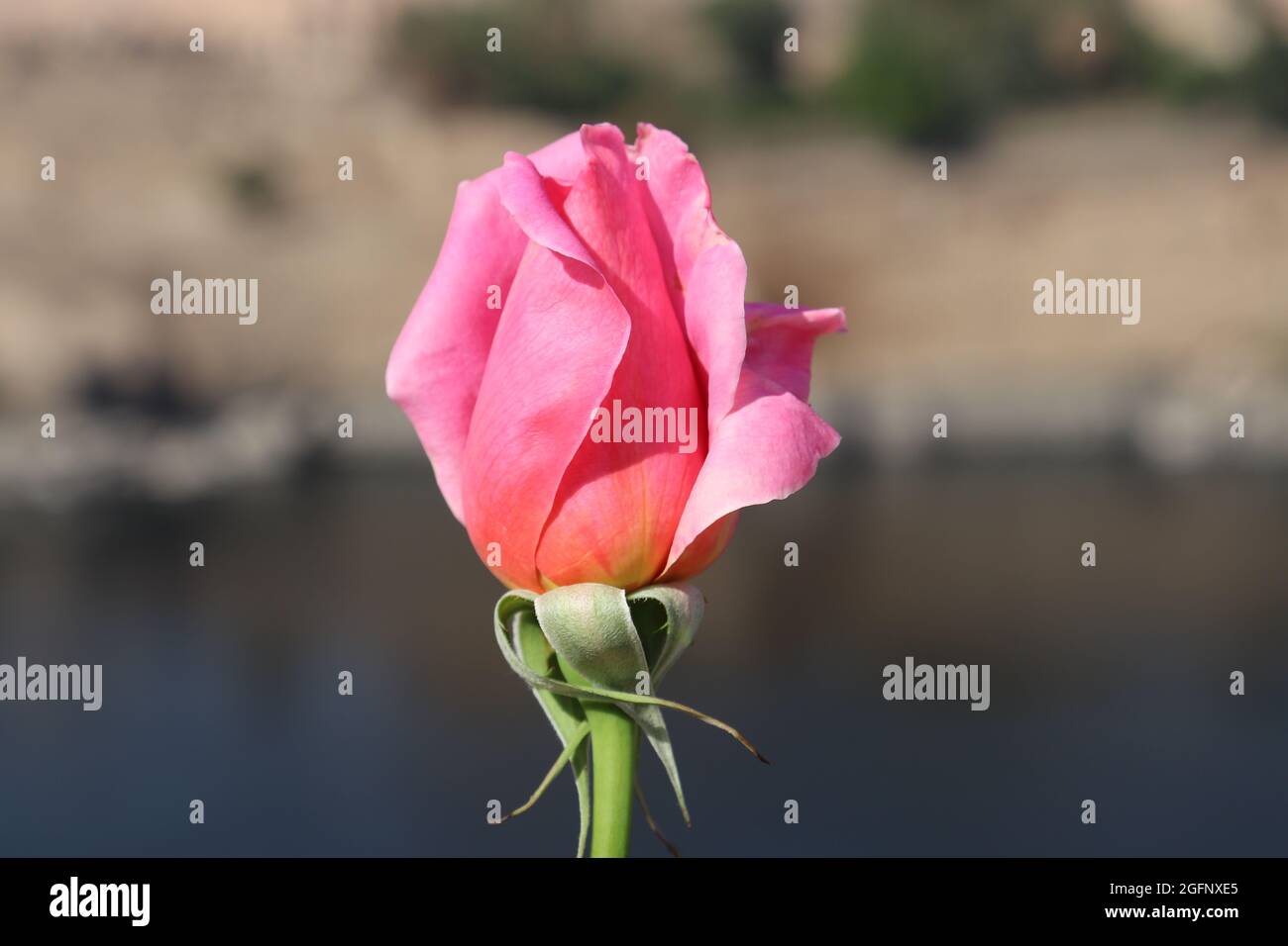 egyptian pink rose, aswan, egypt Stock Photo - Alamy