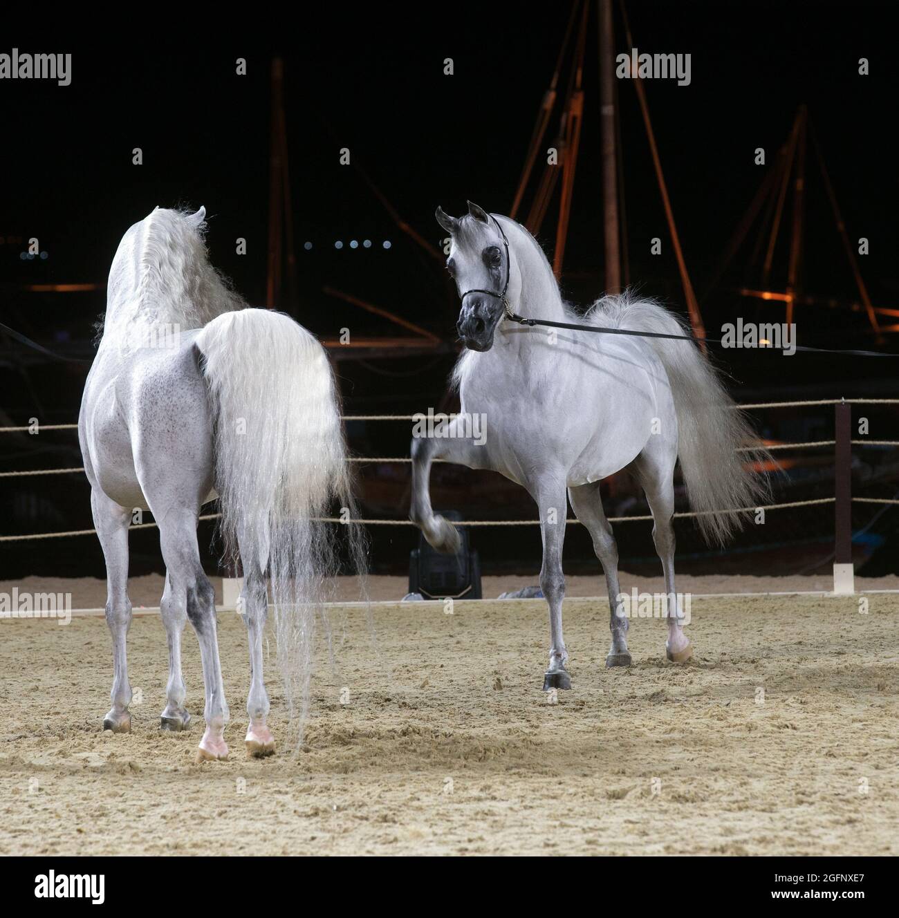 Pure White Arabian Stallion
