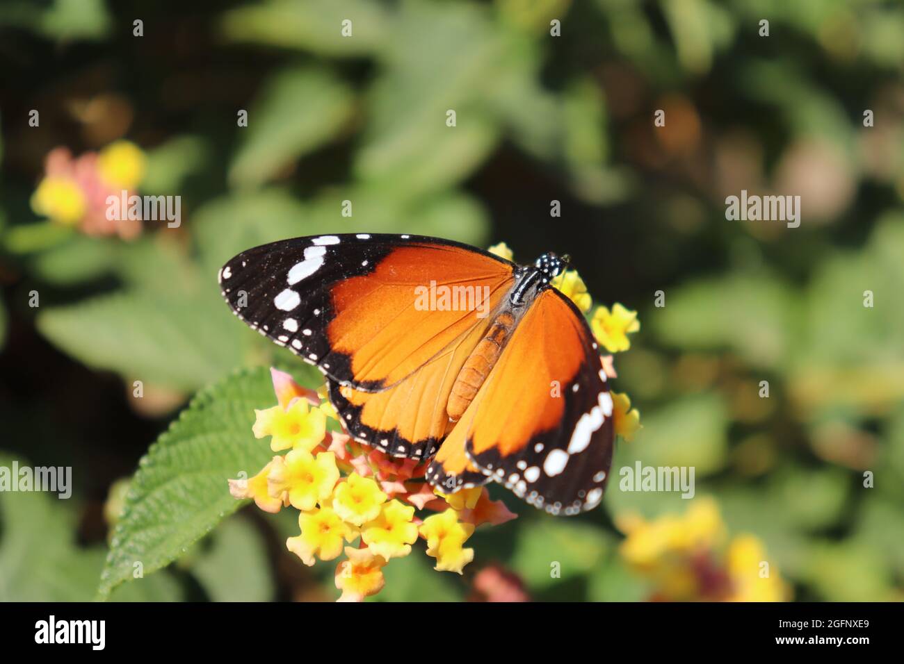 African butterfly hi-res stock photography and images - Alamy