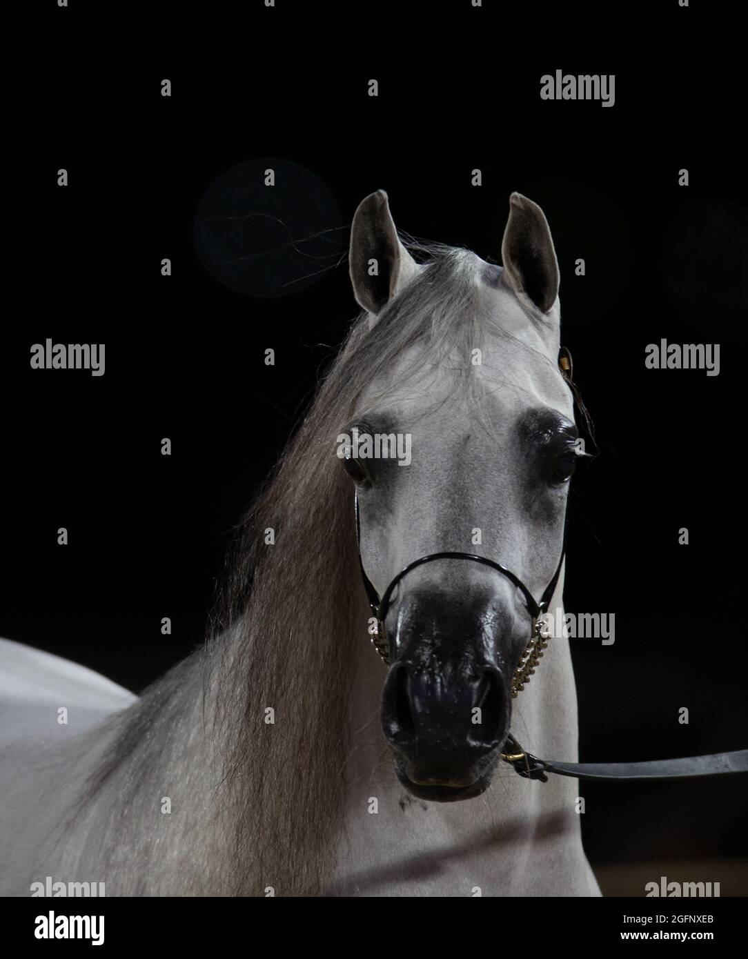 Pure Arabian Horses- QATAR Stock Photo - Alamy
