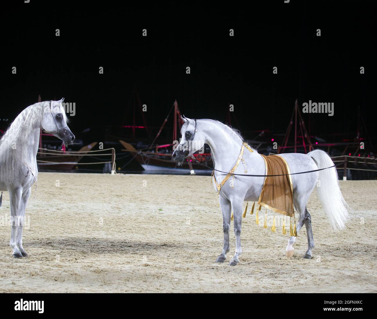 Pure Arabian Horses- QATAR Stock Photo - Alamy