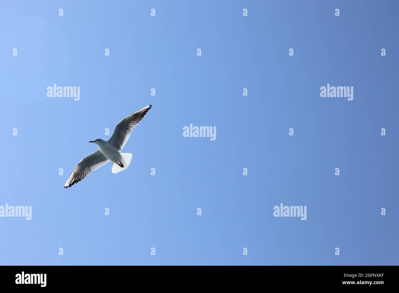 flying Gull bird, aswan, egypt Stock Photo - Alamy