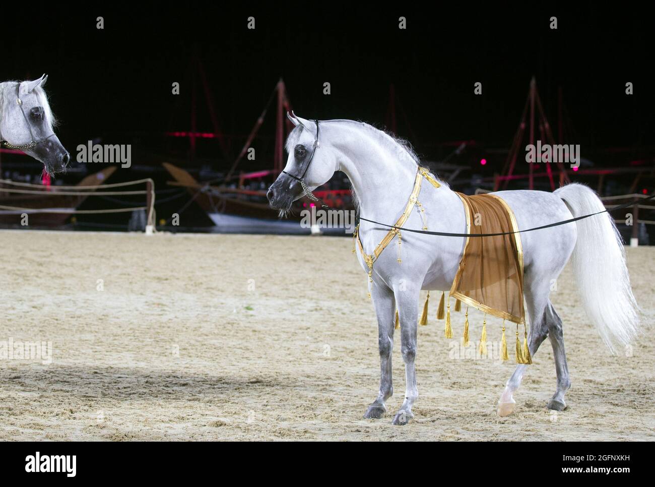 Pure Arabian Horses- QATAR Stock Photo - Alamy