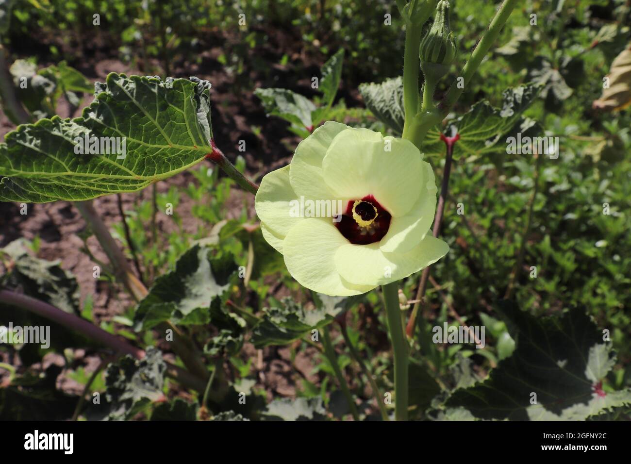 egyptian flowers & roses Stock Photo - Alamy