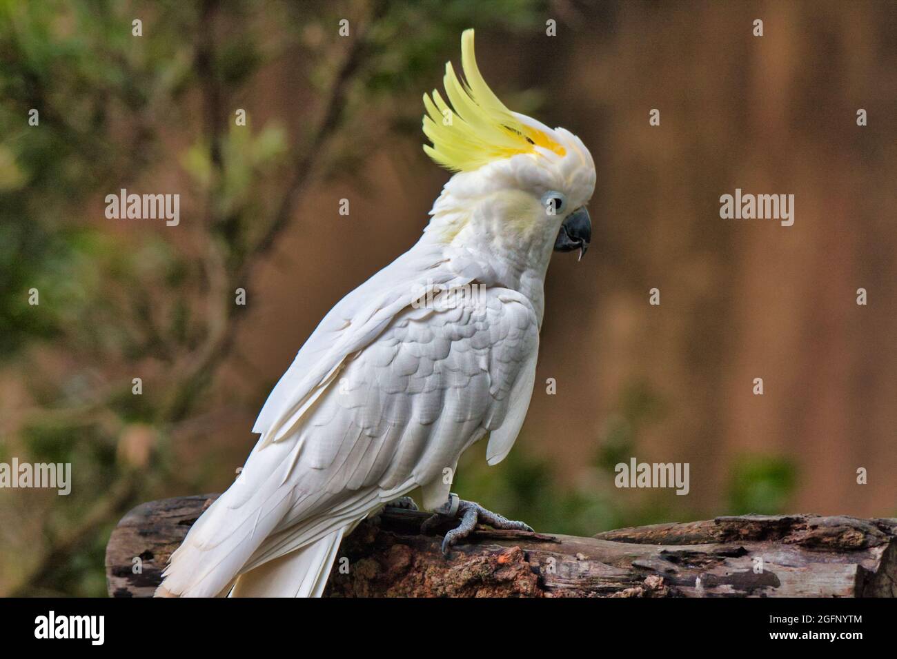 Closeup side profile portrait of a sulphur-crested cockatoo (Cacatua ...