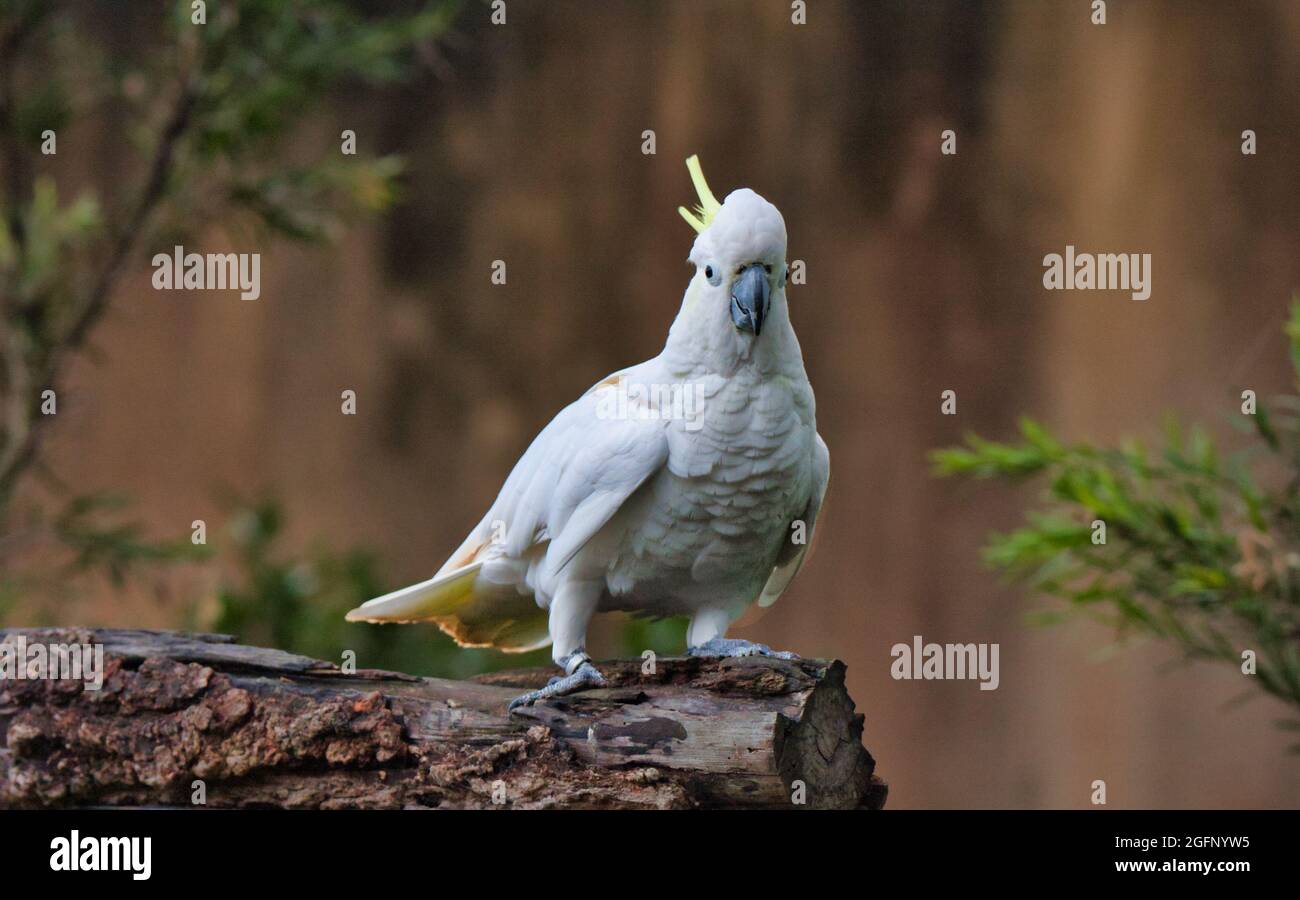 Closeup portrait of a sulphur-crested cockatoo (Cacatua galerita ...