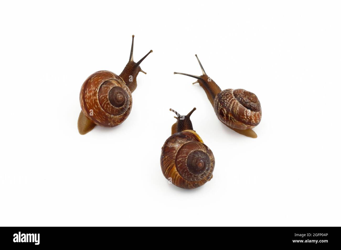 Group of snails close-up on a white background, for design Stock Photo ...