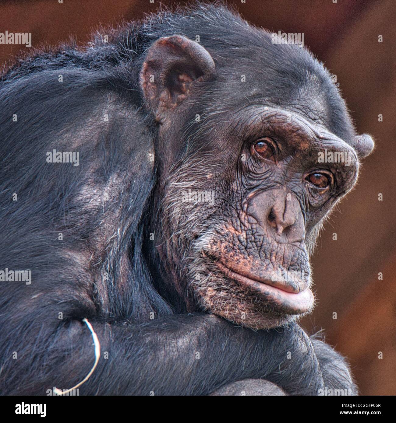 Old chimpanzee portrait hi-res stock photography and images - Alamy
