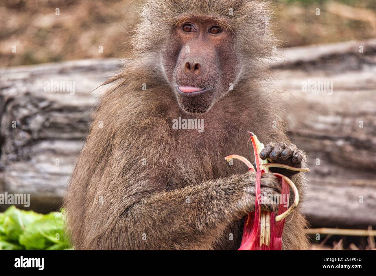 Closeup shot of a baboon eating a tropical fruit while looking away and ...