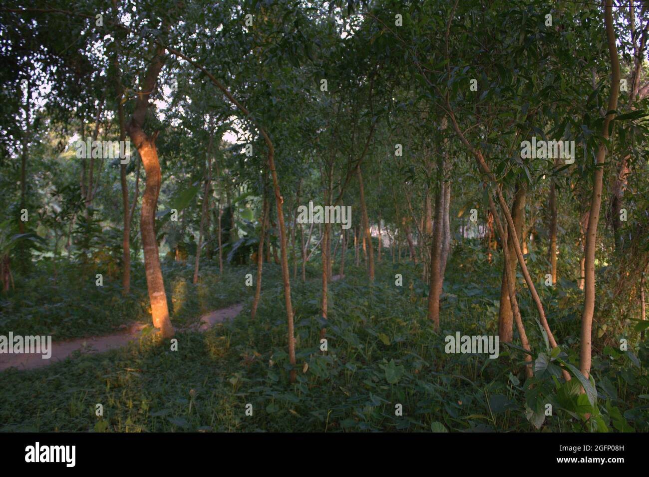 Jungle path hi-res stock photography and images - Alamy