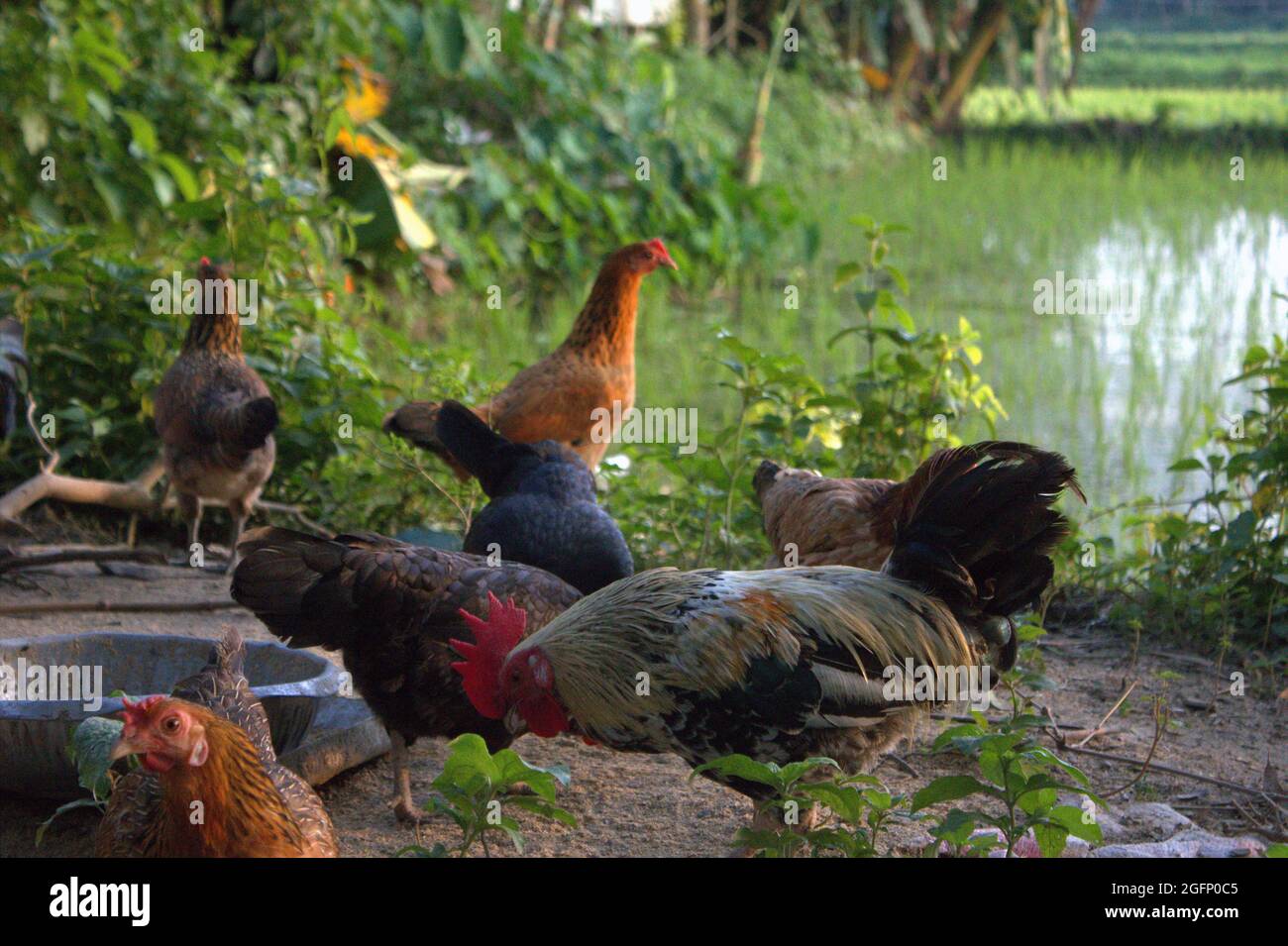 Farming of Animals Stock Photo - Alamy