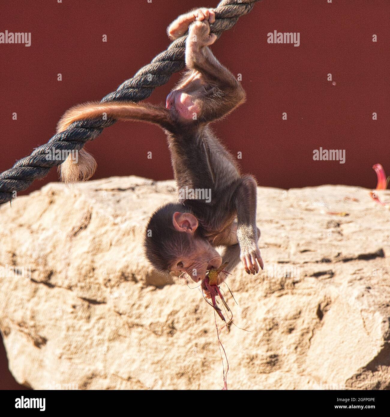 Closeup shot of a baby Hamadryas Baboon eating while hanging upside ...