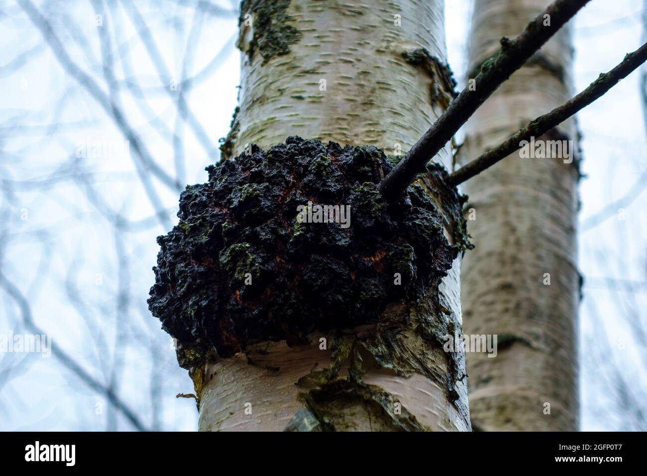 Burl on tree trunk hi-res stock photography and images - Alamy