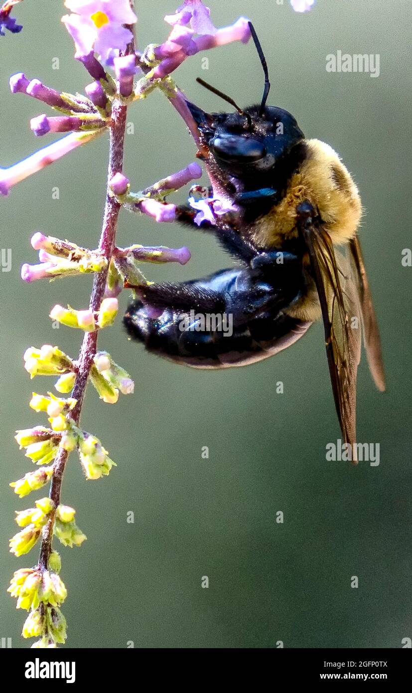 Bumblebee pollinating a Butterfly Bush Stock Photo - Alamy