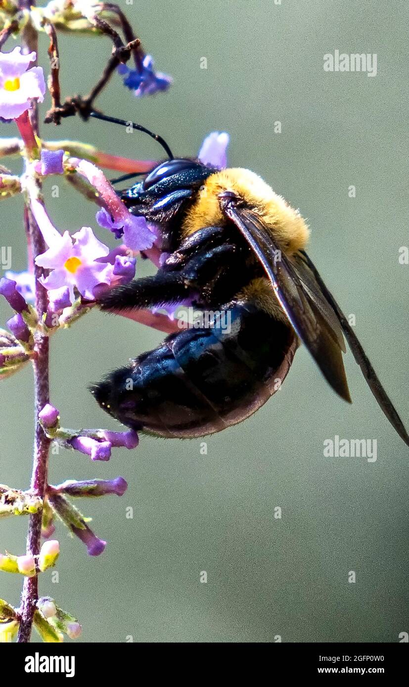 Bumblebee pollinating a Butterfly Bush Stock Photo - Alamy