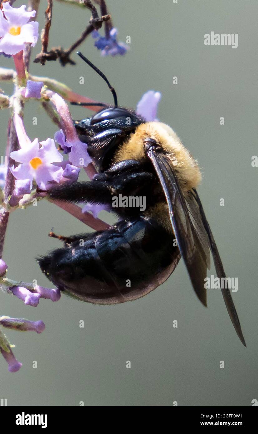Bumblebee pollinating a Butterfly Bush Stock Photo - Alamy