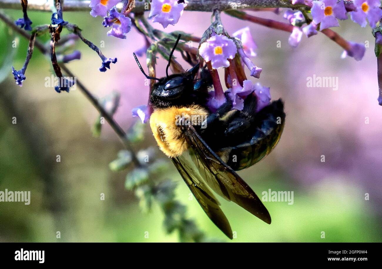 Bumblebee pollinating a Butterfly Bush Stock Photo - Alamy