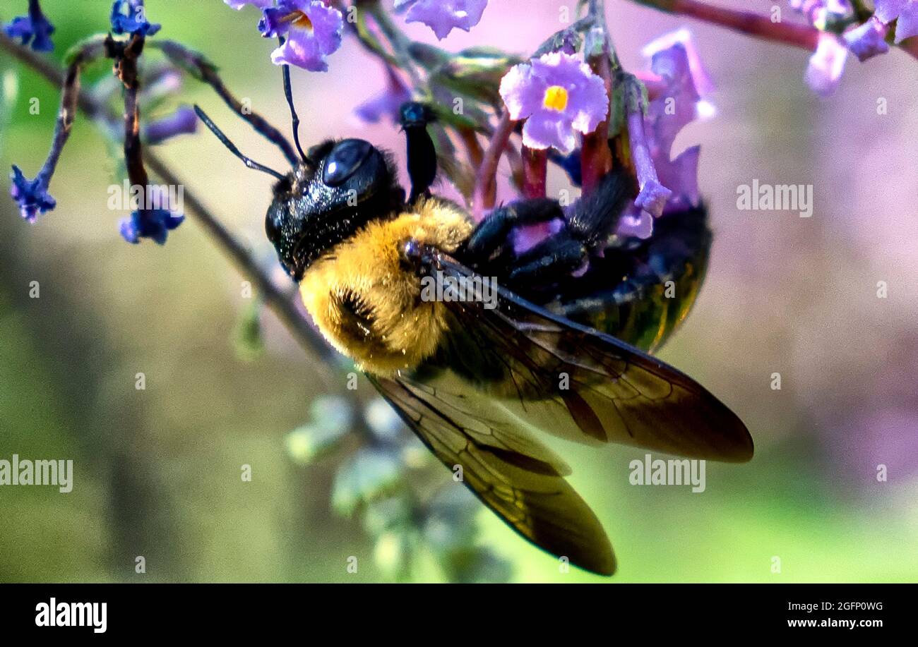 Bumblebee pollinating a Butterfly Bush Stock Photo - Alamy