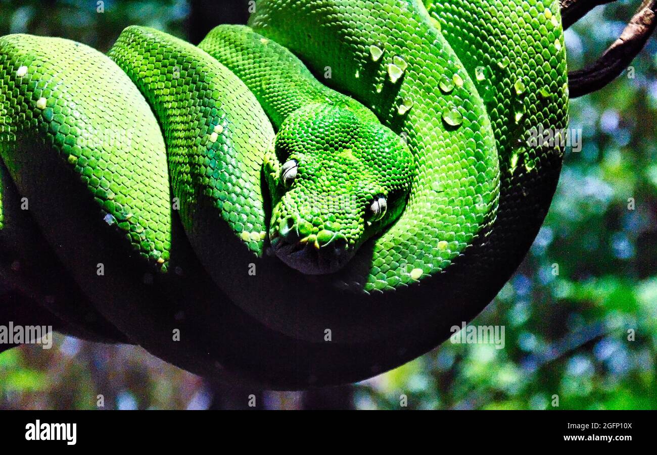Closeup shot of a Green python (Morelia Viridis) comfortably coiled on ...