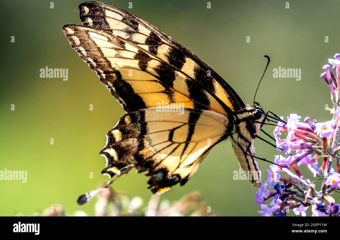 Monarch butterfly busy pollinating a Butterfly Bush Stock Photo - Alamy