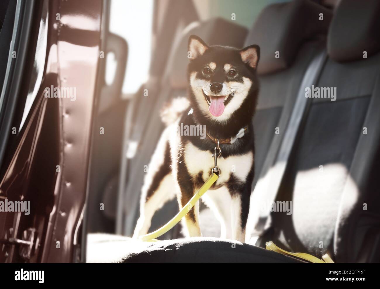 Cute little Shiba Inu dog in car Stock Photo - Alamy