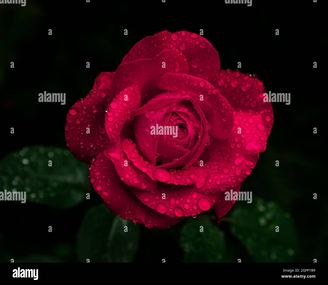 Beautiful large red purple rose with dew drops close up Stock Photo - Alamy