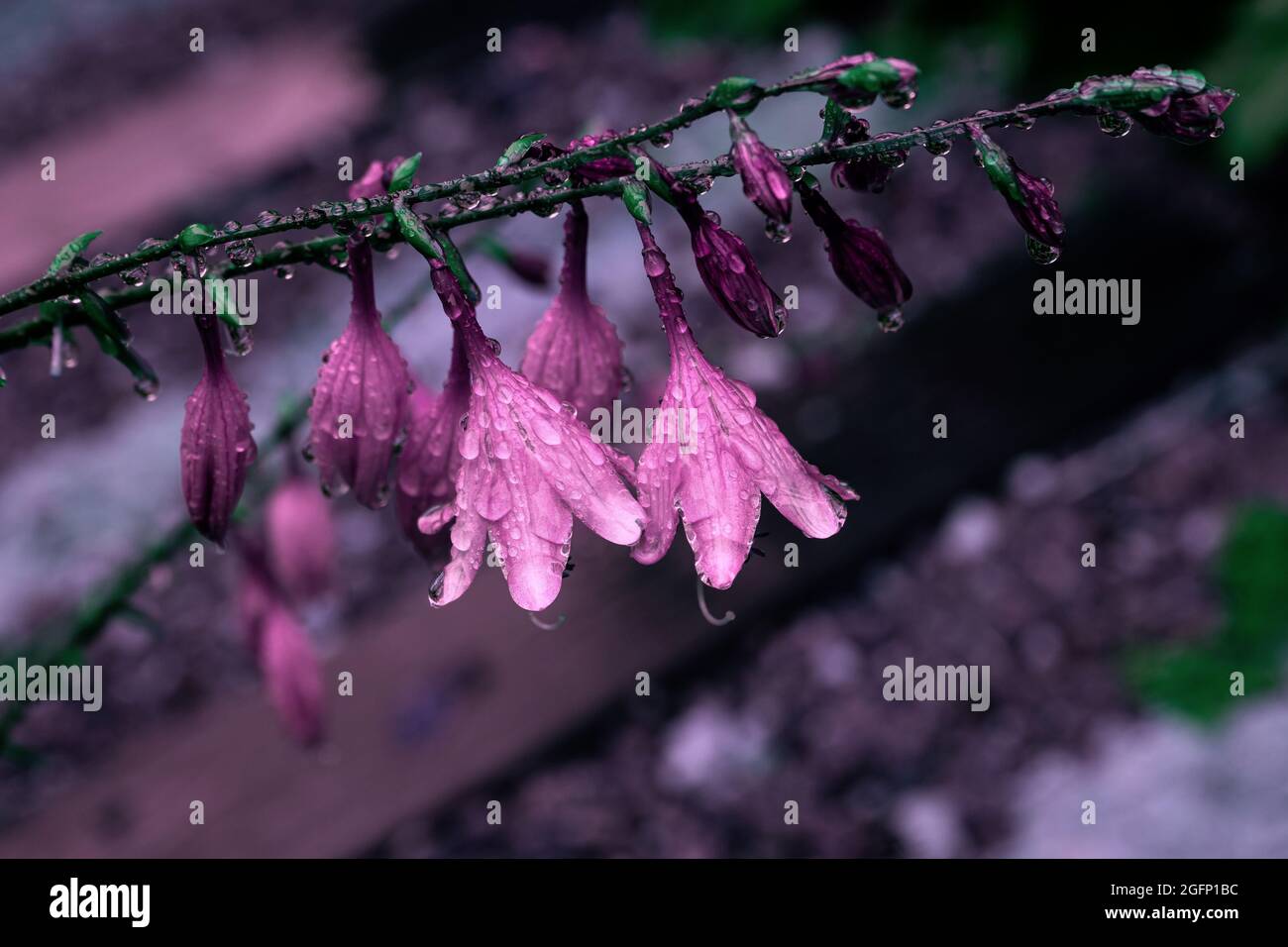 Bright bells hi-res stock photography and images - Alamy