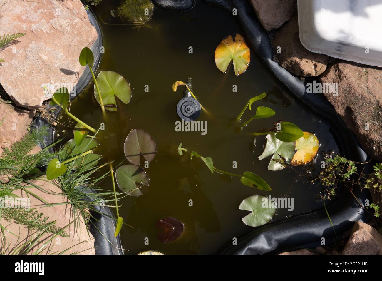 Top view shot of a small artificial pond with water lilies on the ...