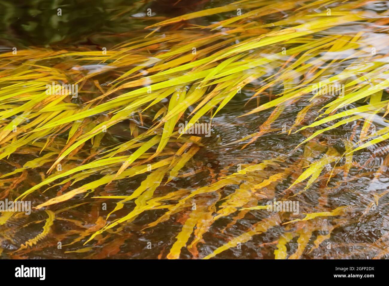Yellow algae on the river, beautiful natural background Stock Photo - Alamy