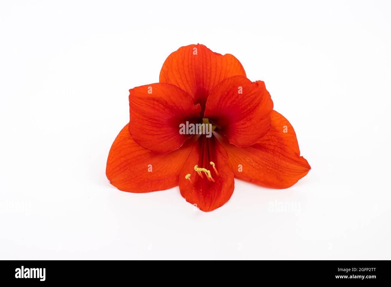Amaryllis flower about to bloom Cut Out Stock Images & Pictures - Alamy