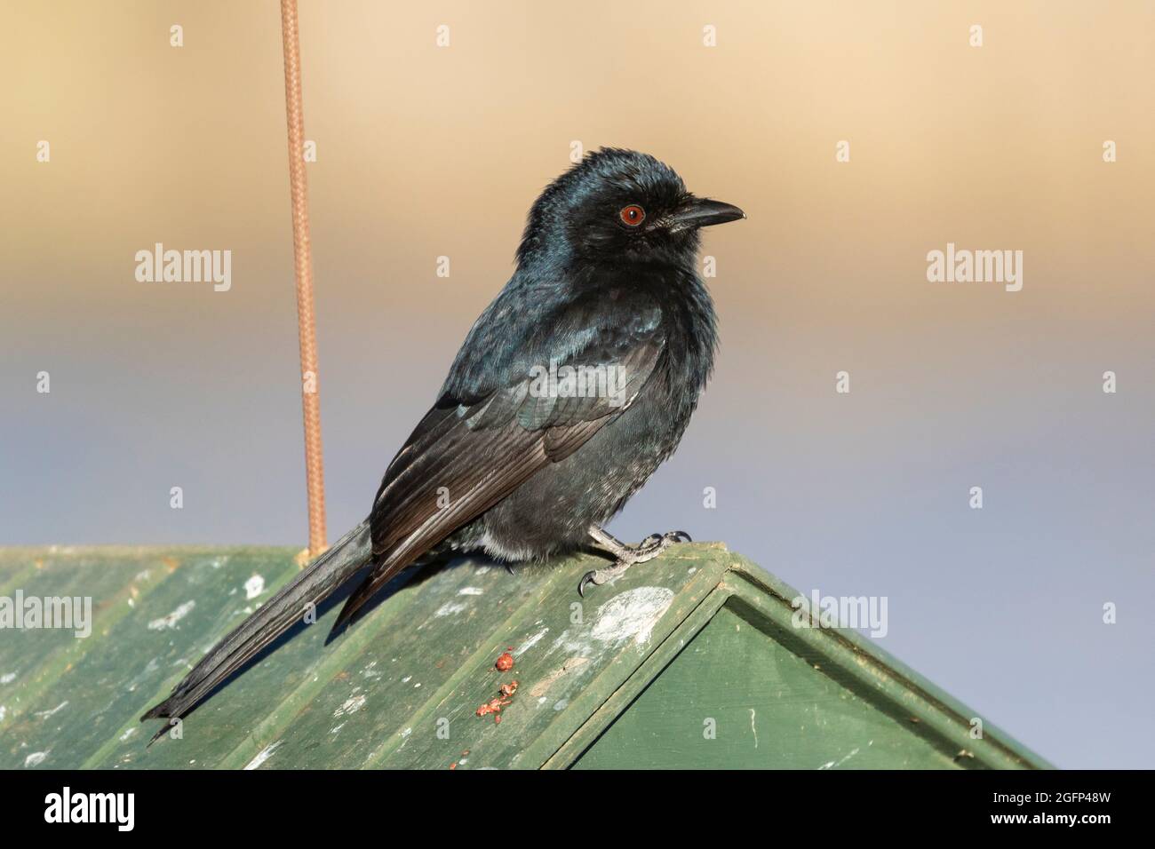 Immature Fork-tailed Drongo (Dicrurus adsimilis aka African Drongo ...