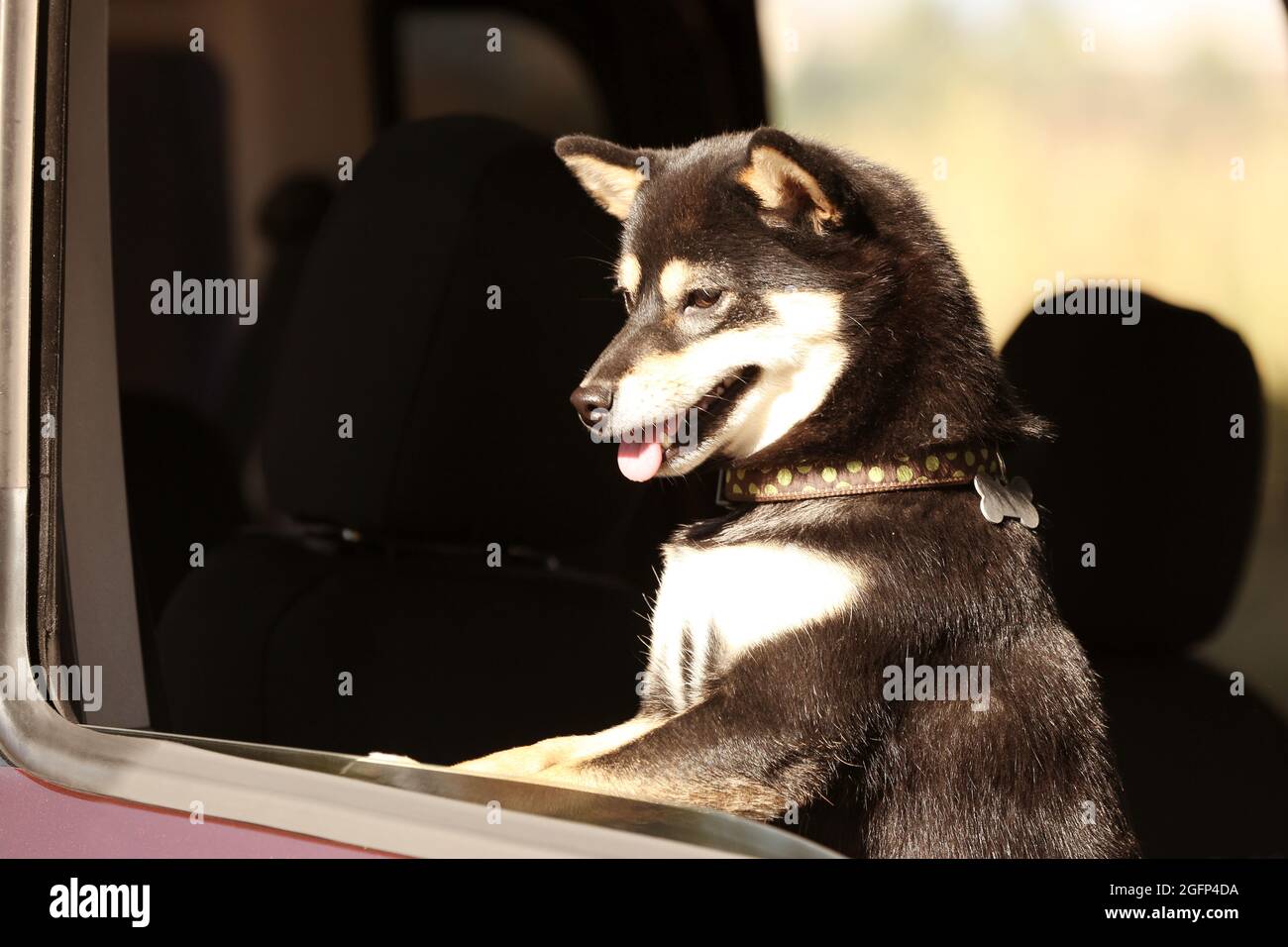 Cute little Shiba Inu dog in car Stock Photo - Alamy