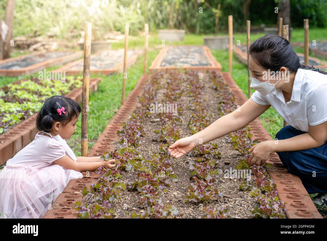 Thai mother and daughter planting vegetables in the backyard Stock ...