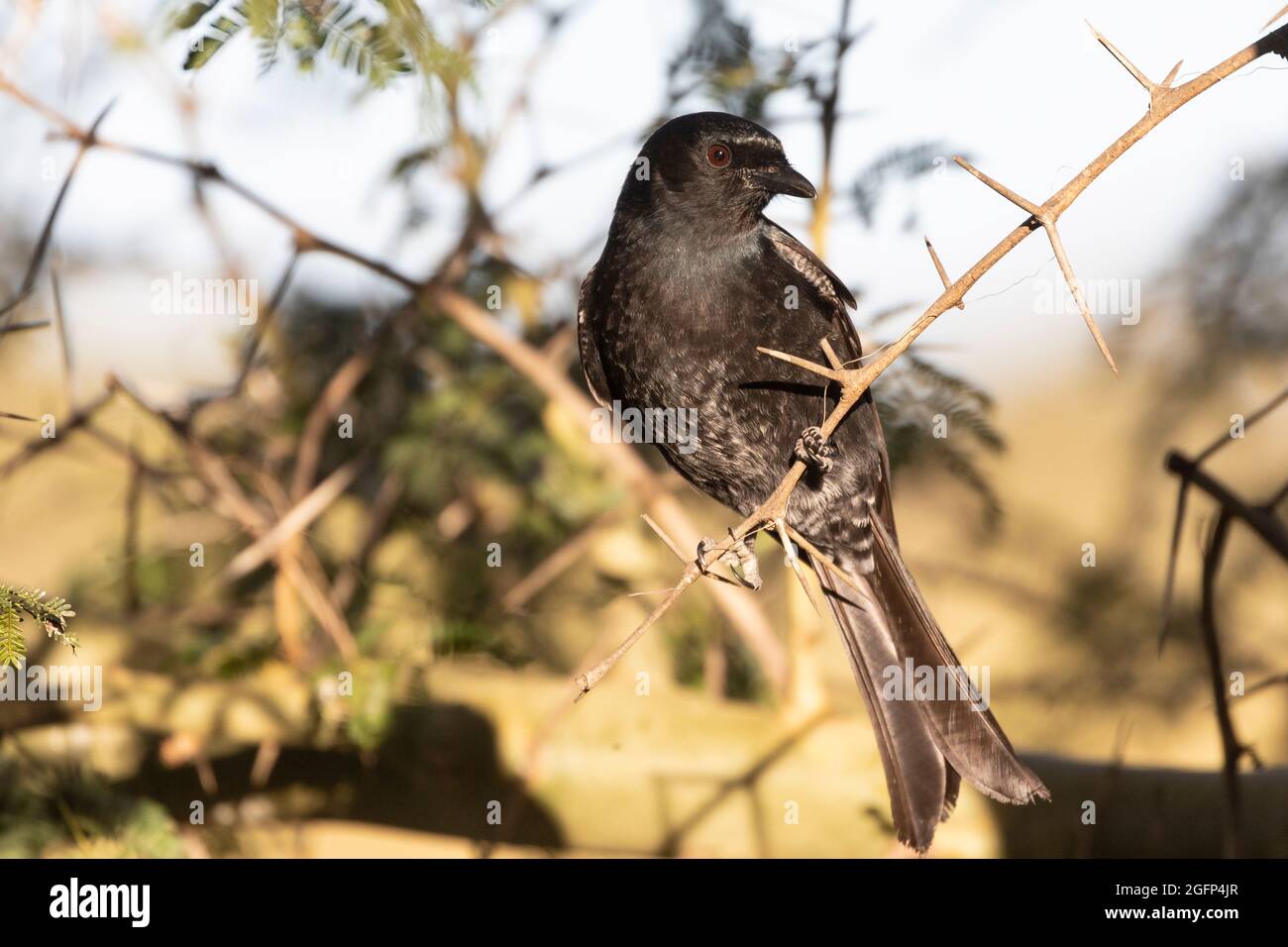 Immature Fork-tailed Drongo (Dicrurus adsimilis aka African Drongo ...