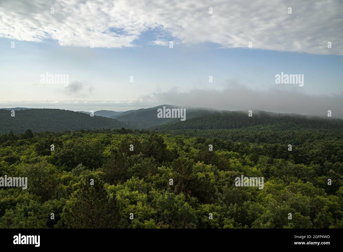 Dense green forest with deciduous trees under a blue cloudy sky Stock ...