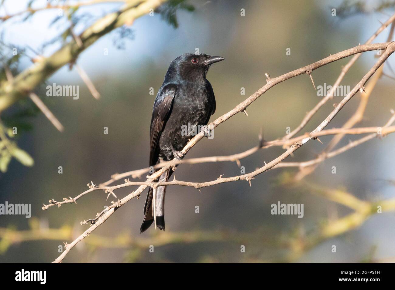 Fork-tailed Drongo (Dicrurus adsimilis aka African Drongo, Common ...
