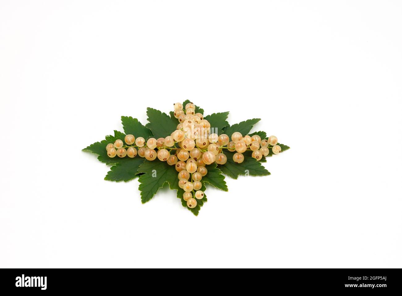 Yellow currant on green leaves isolated on white background Stock Photo ...