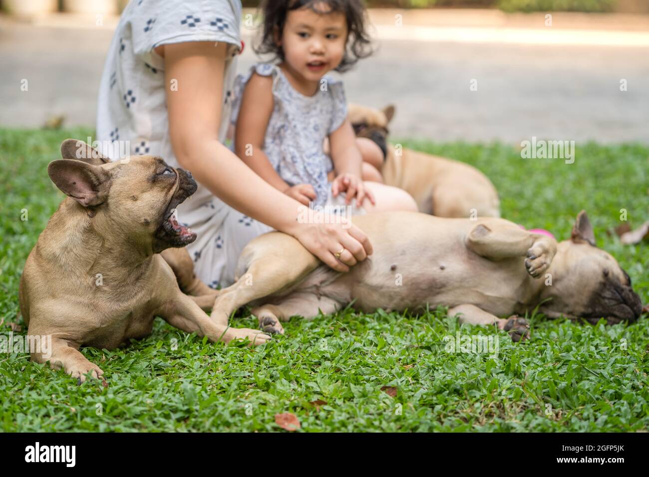 Group of cute french bulldogs playing with her owner on green grass ...