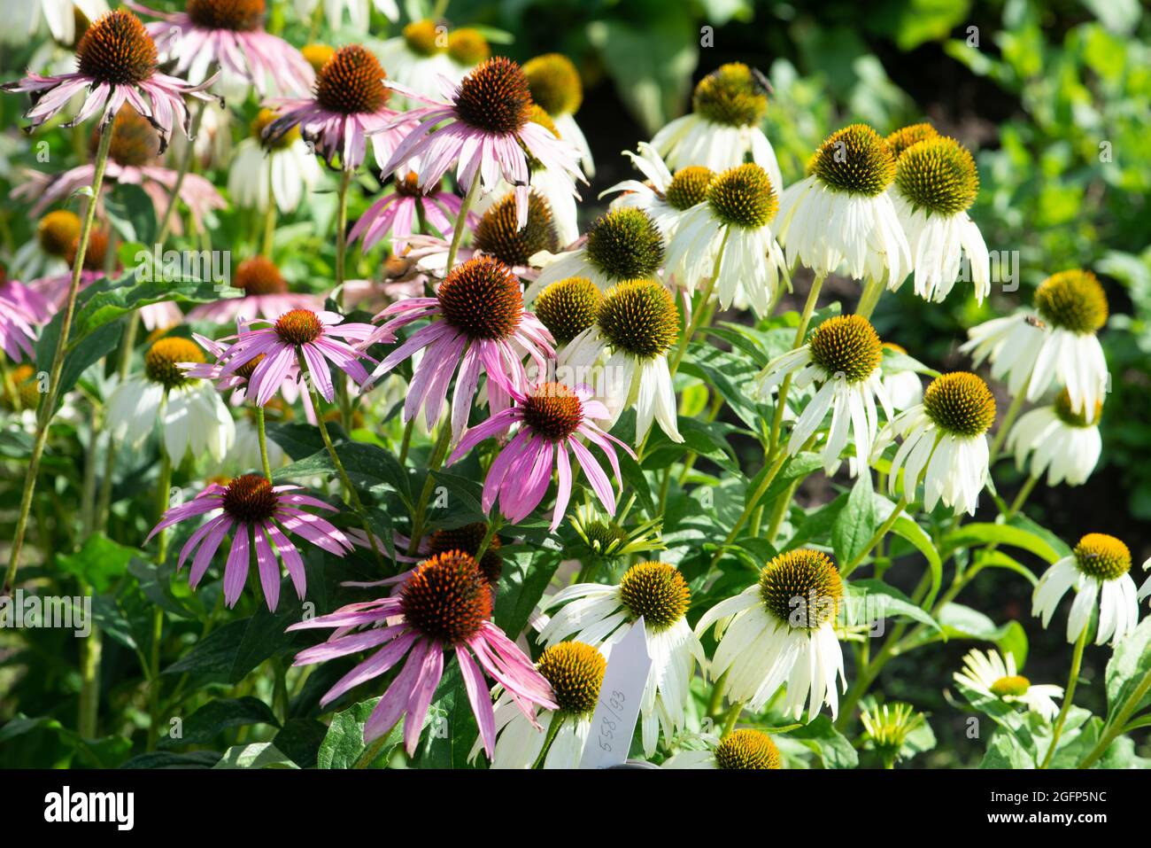 Echinacea flowers in the garden. High view angle Stock Photo - Alamy