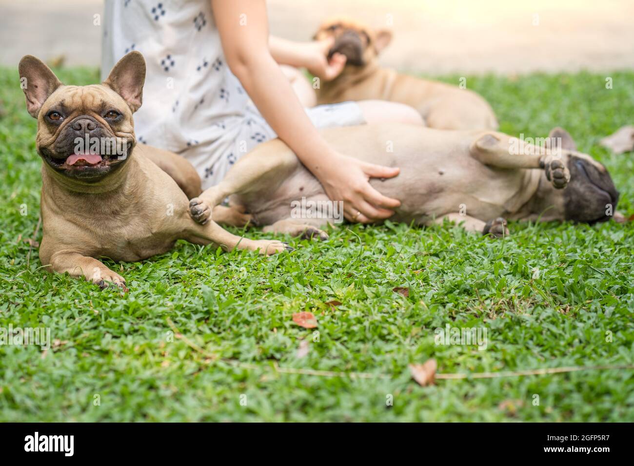 Group of cute french bulldogs playing with her owner on green grass ...